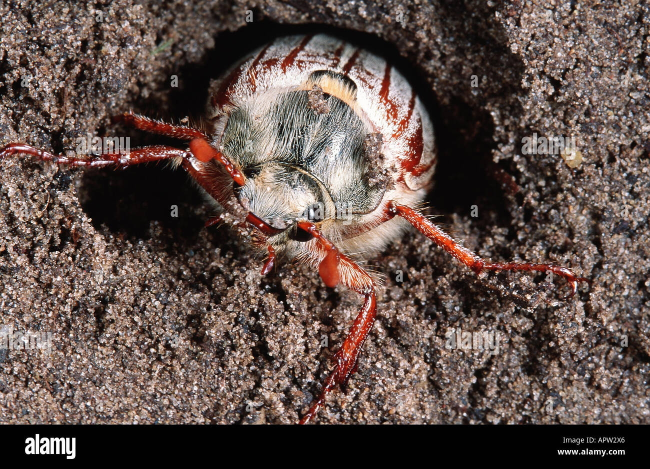 common cockchafer, maybug (Melolontha melolontha), egg deposition ...