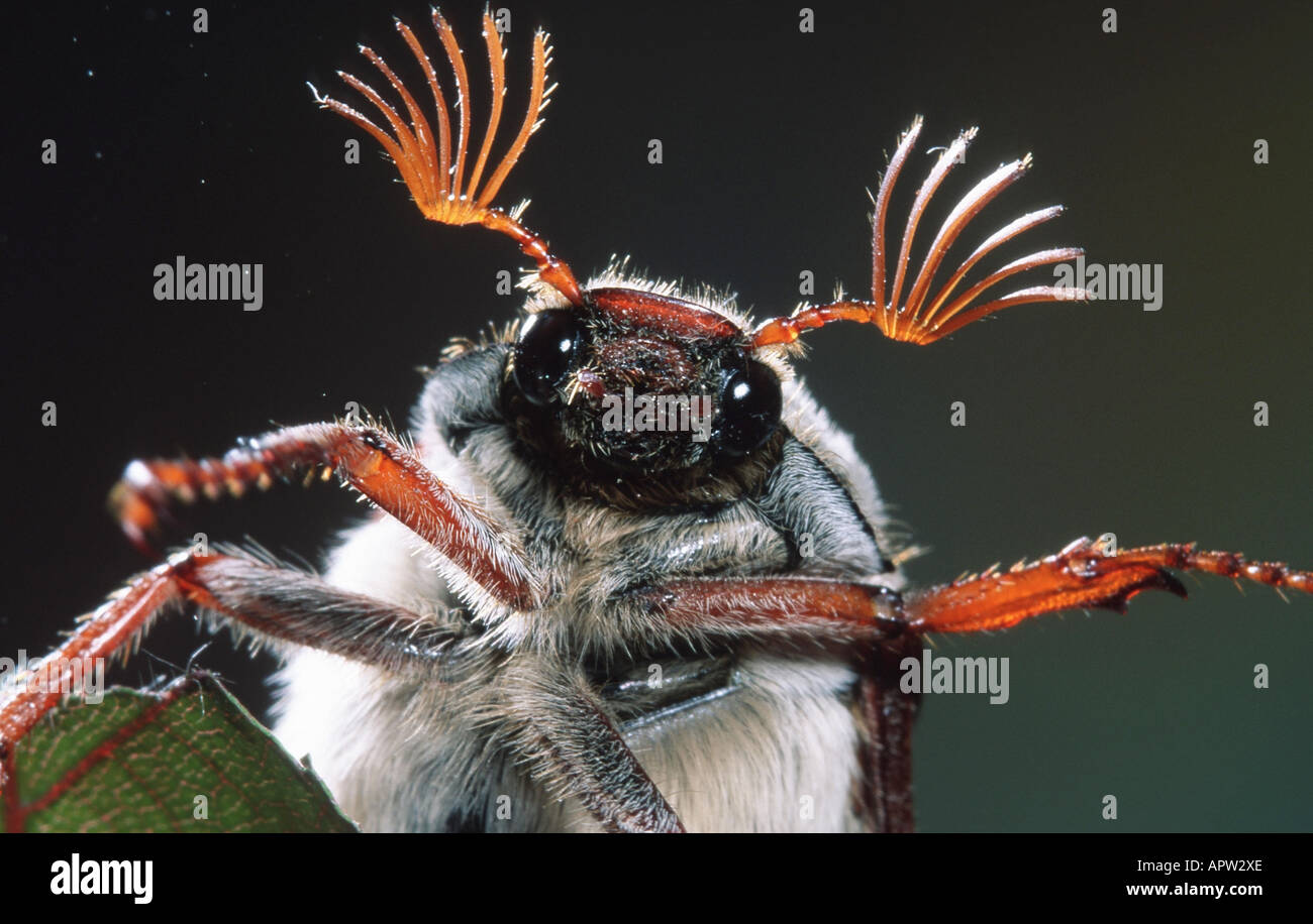 common cockchafer, maybug (Melolontha melolontha), Belgium Stock Photo ...
