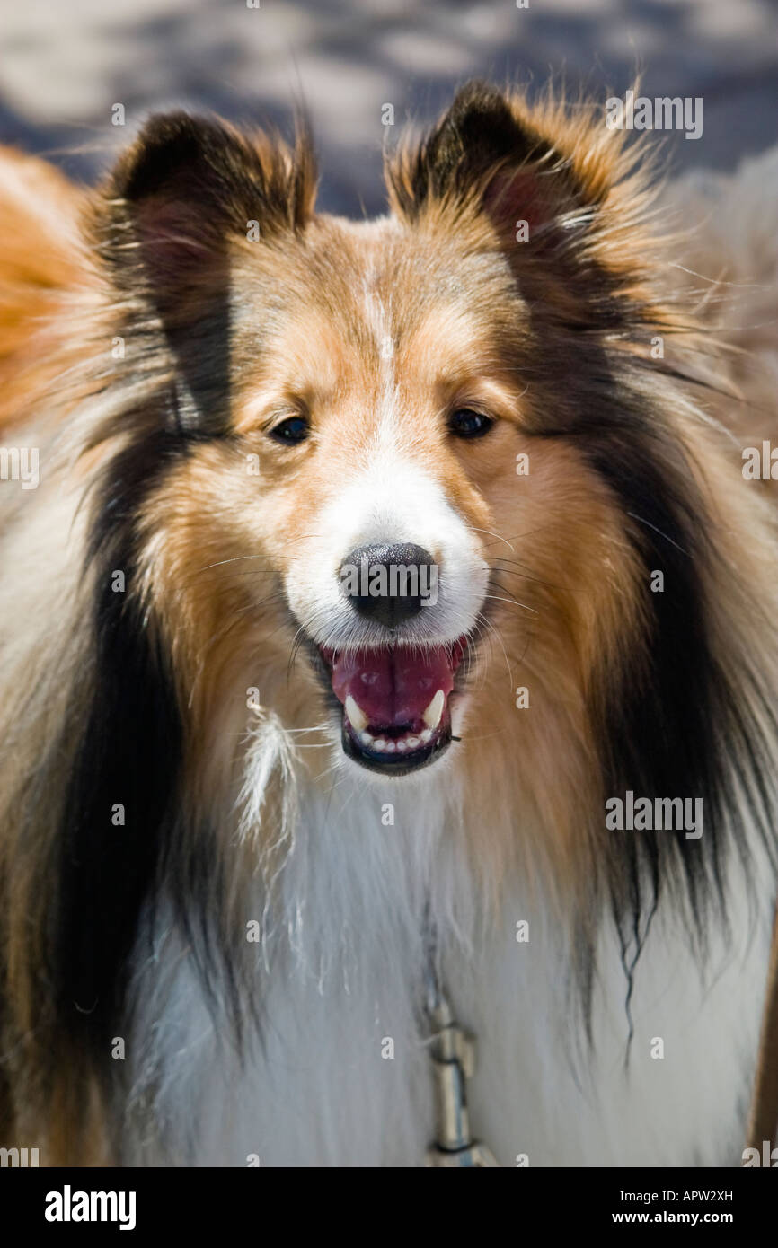 Are Collies Friendly