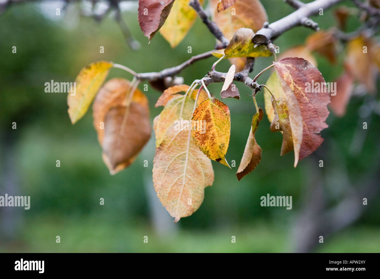 Apple tree branch detail Stock Photo - Alamy