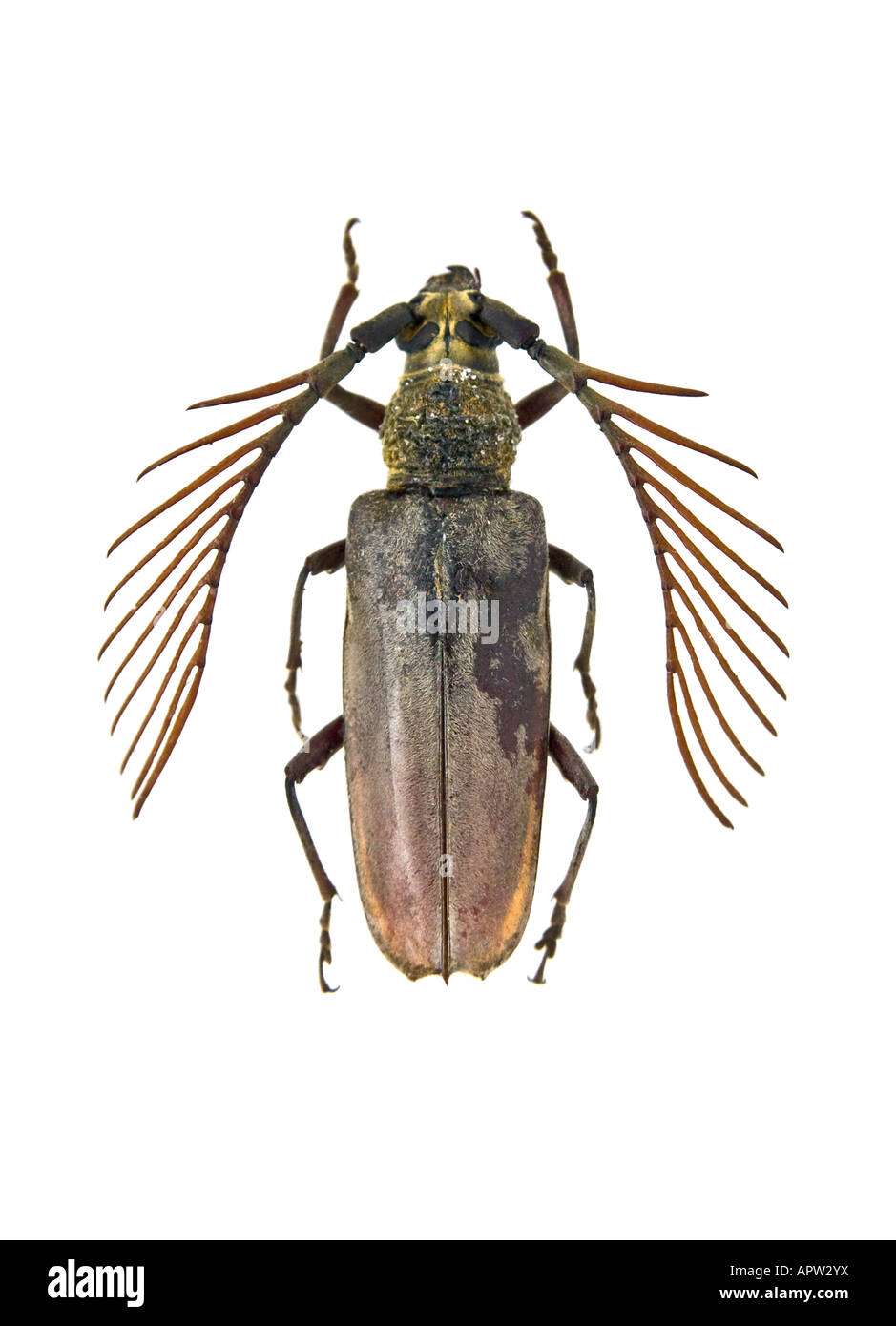 Male Firefly on white background Pterotus obscuripennis Stock Photo - Alamy