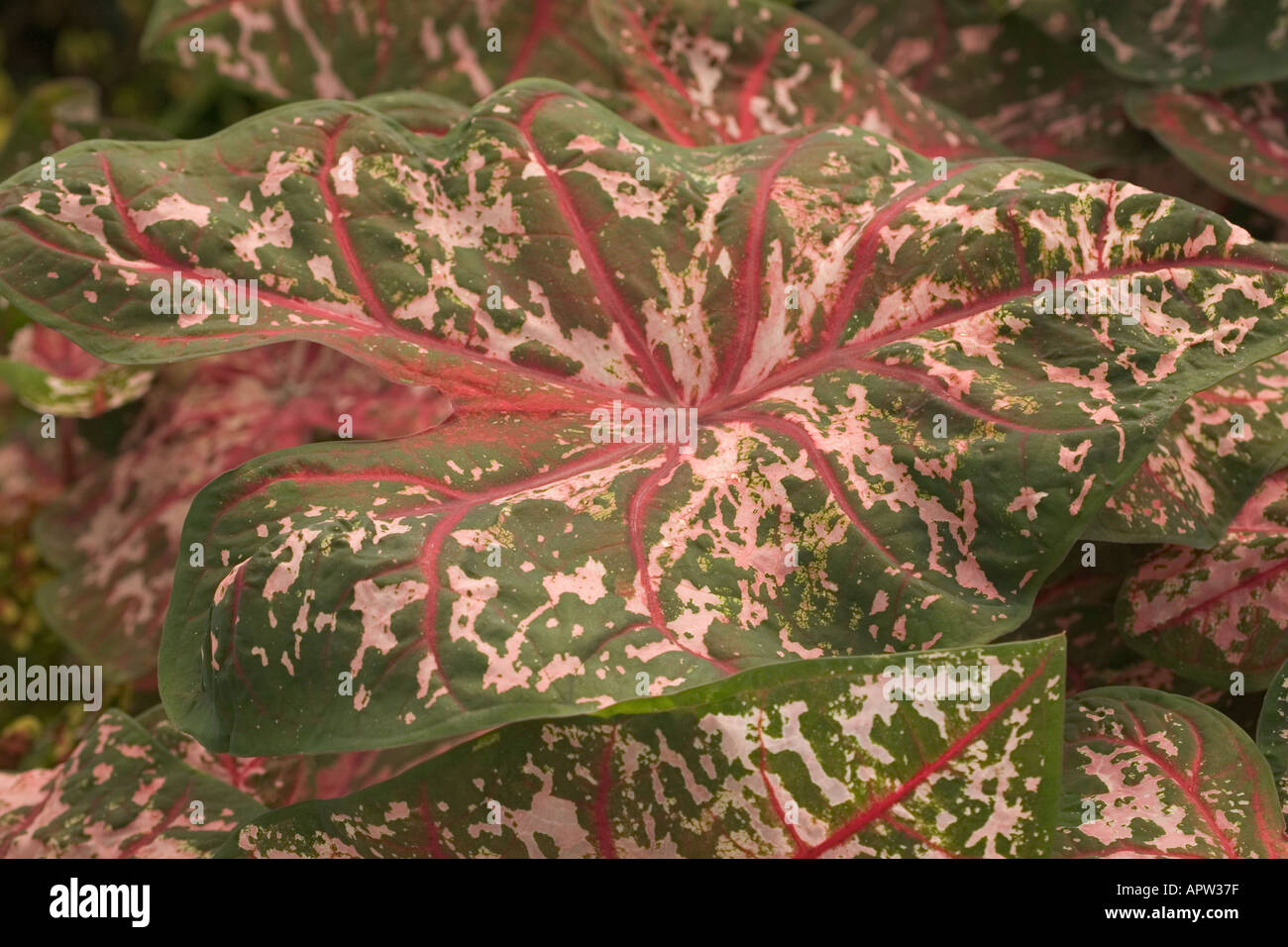 caladium Thai beauty botanical plant Stock Photo - Alamy