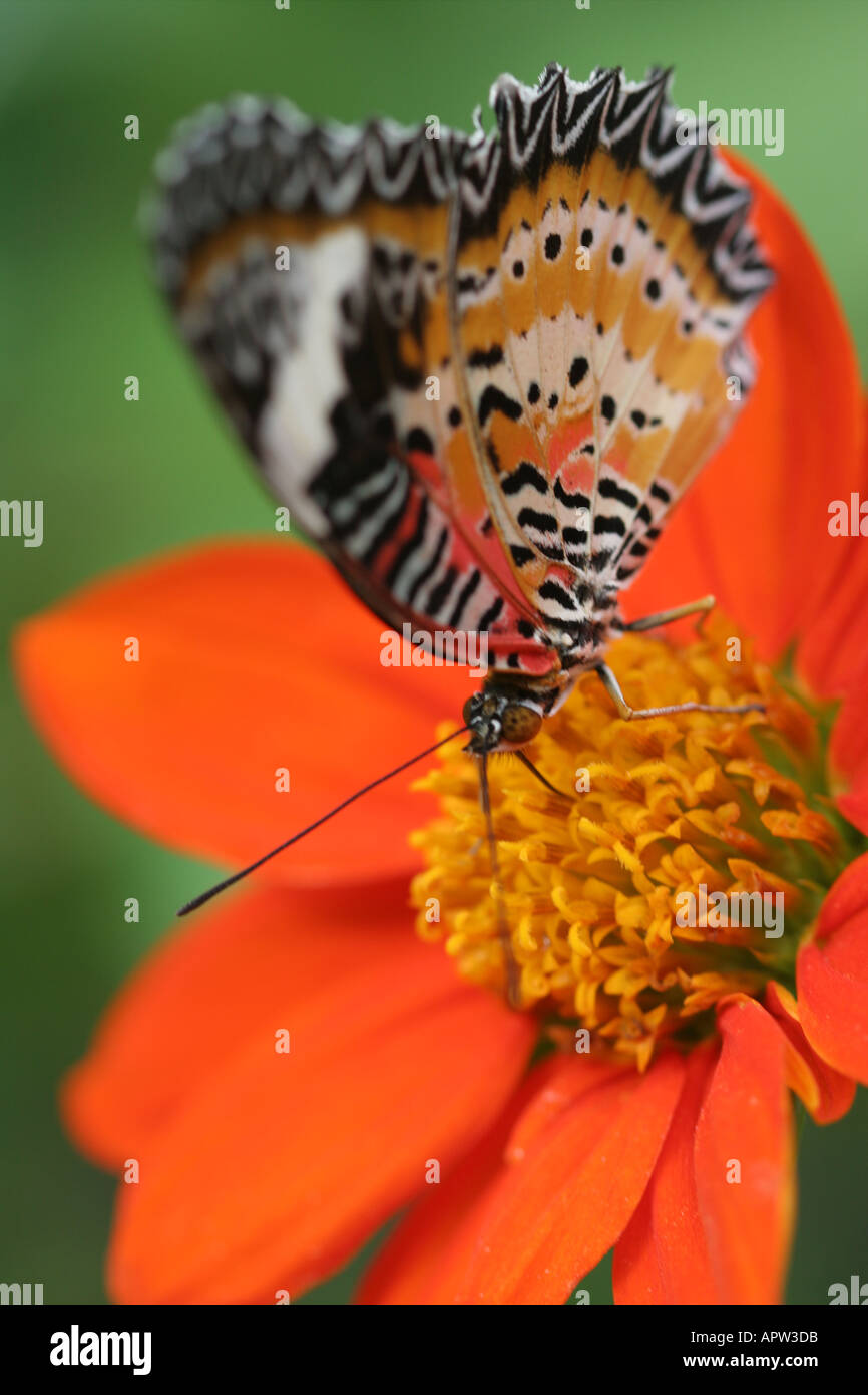 Butterfly Farm Penang Malaysia Stock Photo - Alamy