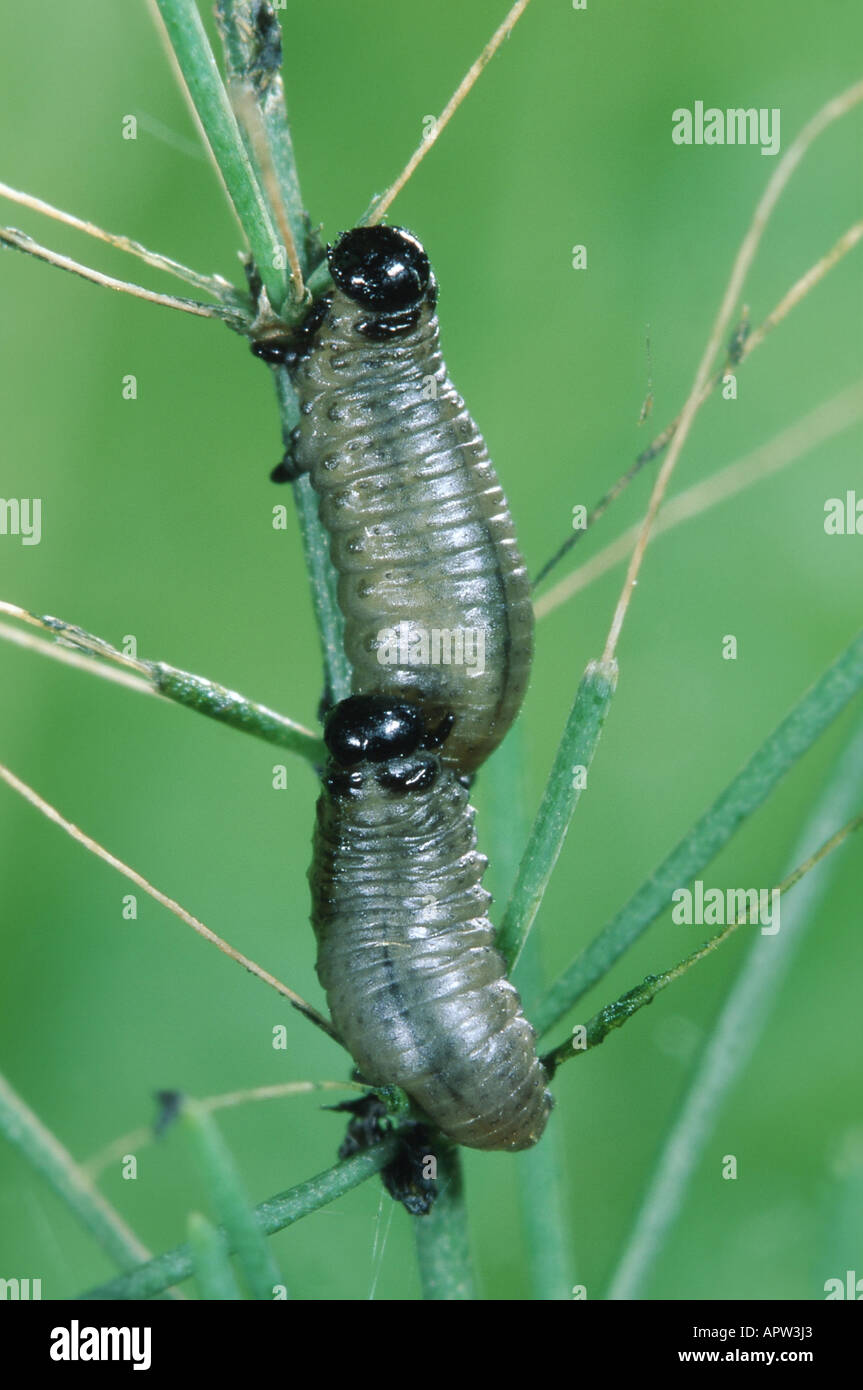 Asparagus beetles hi-res stock photography and images - Alamy