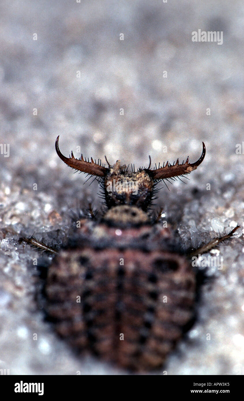 Antlion (Euroleon nostras), larva, Germany Stock Photo - Alamy