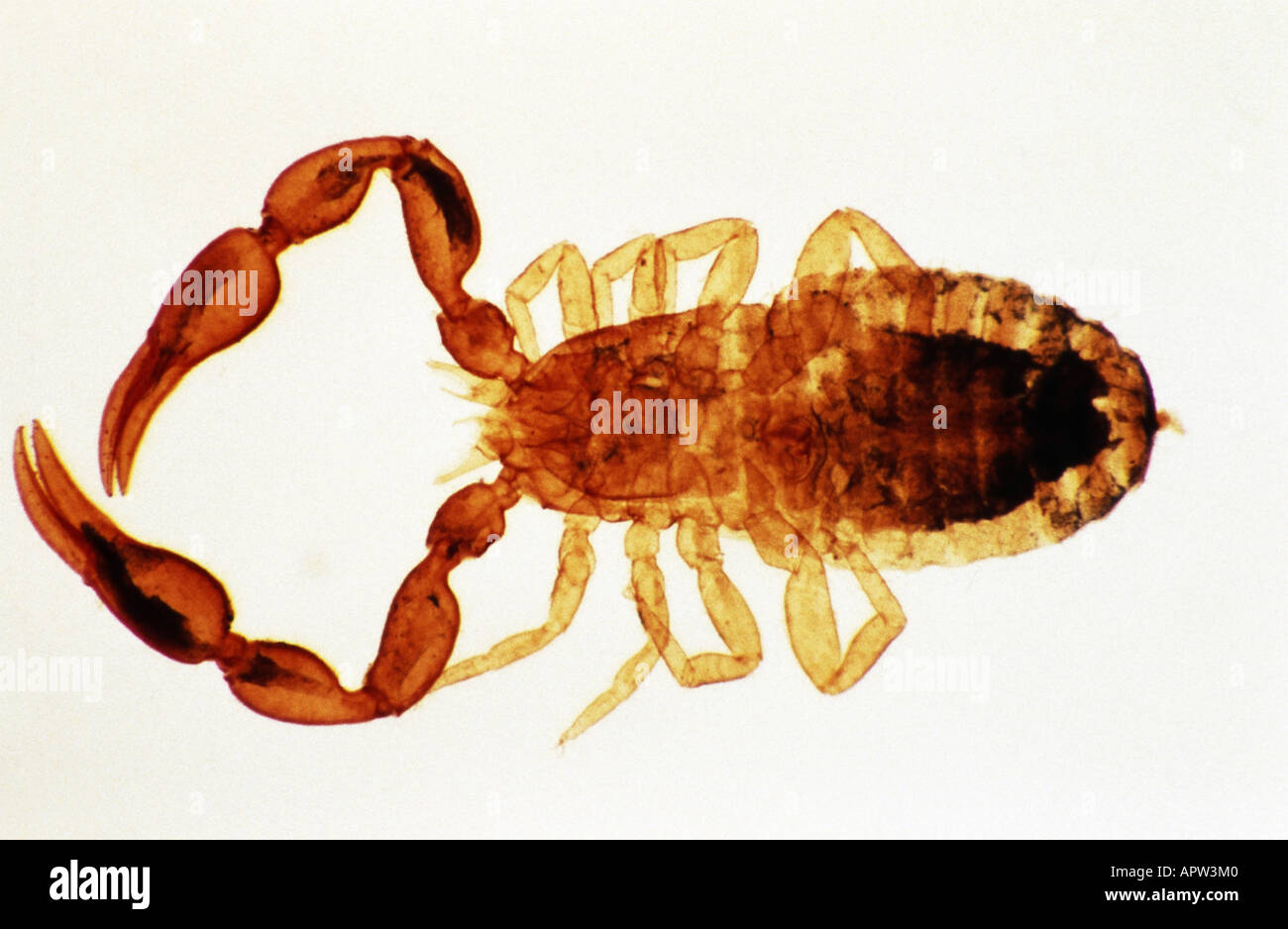 Pseudoscorpion Anatomy