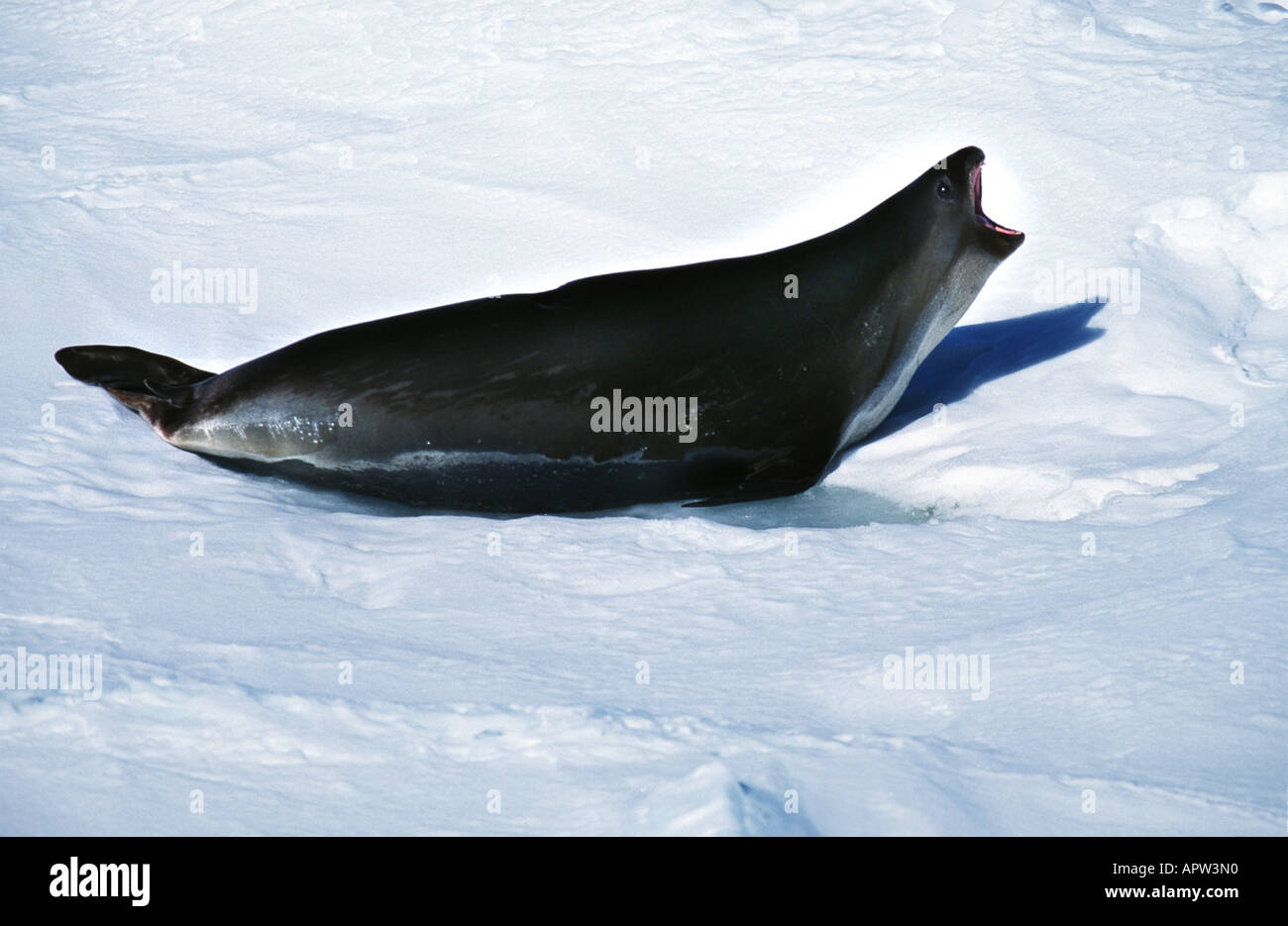 Ross seal (Ommatophoca rosii), lying on the ice Stock Photo - Alamy