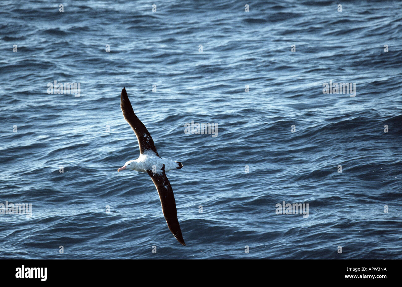 Diomedea e hi-res stock photography and images - Alamy