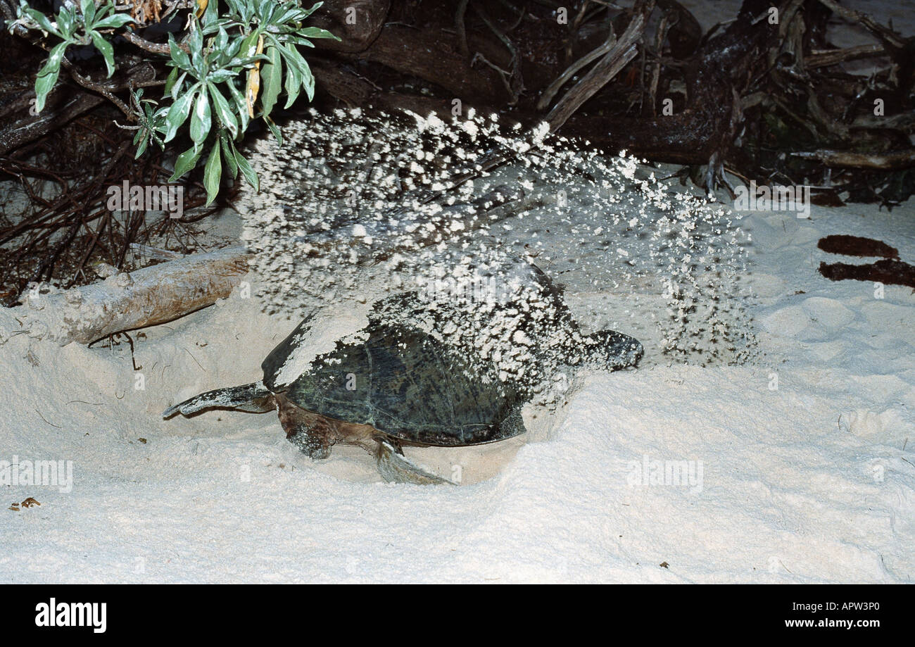green turtle, rock turtle, meat turtle (Chelonia mydas), burrowing eggs ...