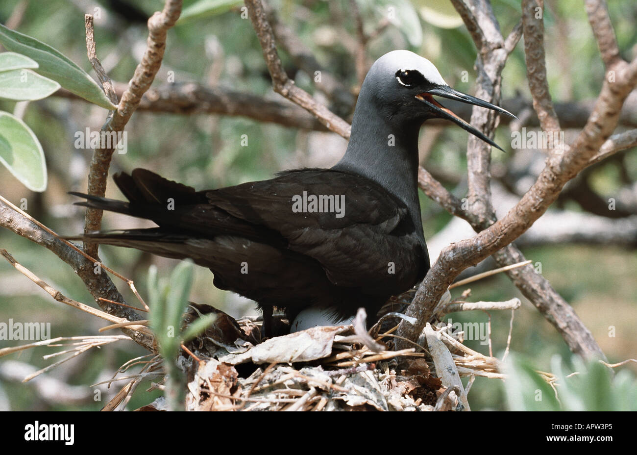 white-capped noddy (Anous minutus), breeding, Australia Stock Photo - Alamy