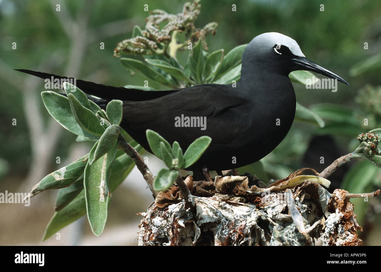 white-capped noddy (Anous minutus), breeding, Australia Stock Photo - Alamy