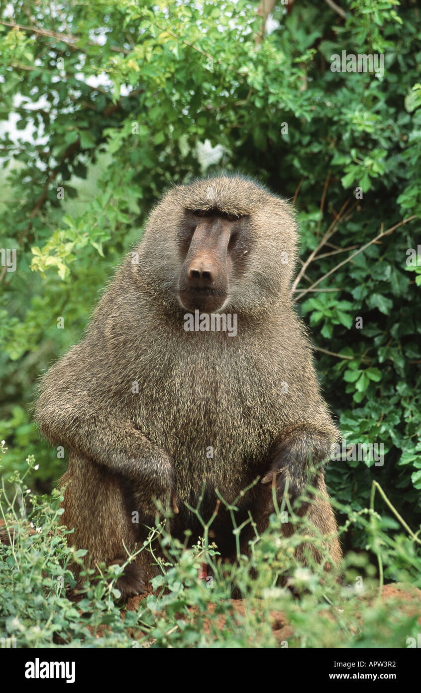 Yellow baboon papio cynocephalus male hi-res stock photography and ...