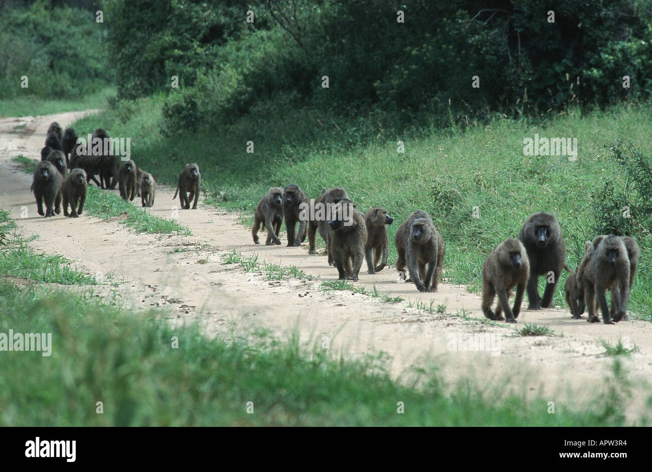 Group of yellow baboons hi-res stock photography and images - Alamy