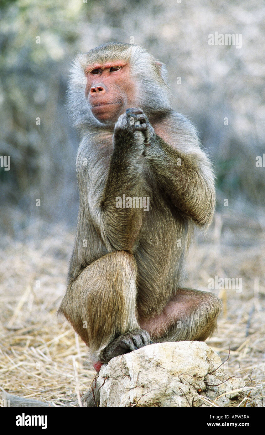 Sacred baboon hi-res stock photography and images - Alamy