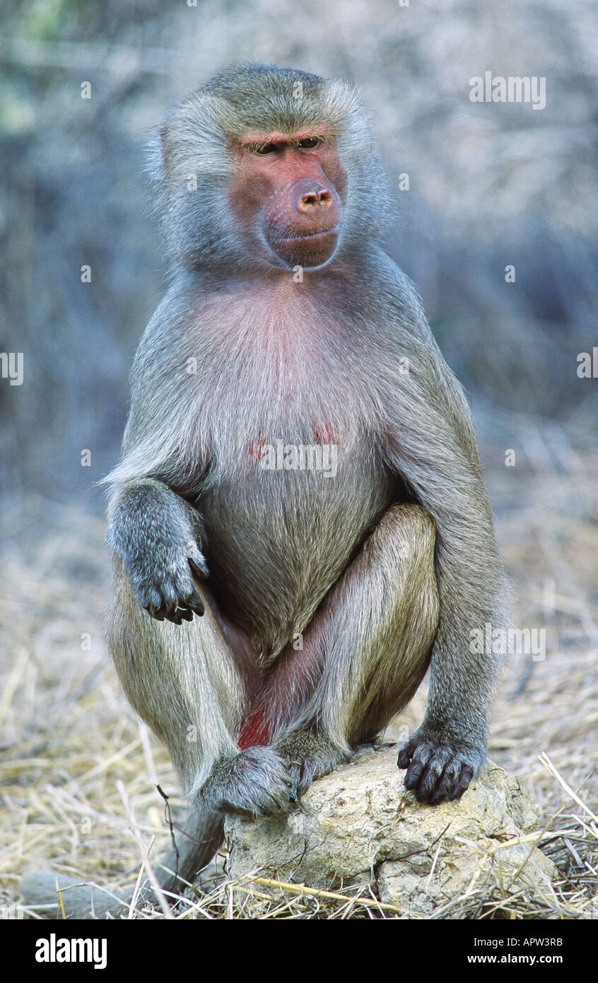 hamadryas baboon, sacred baboon (Papio hamadryas), female model, USA ...