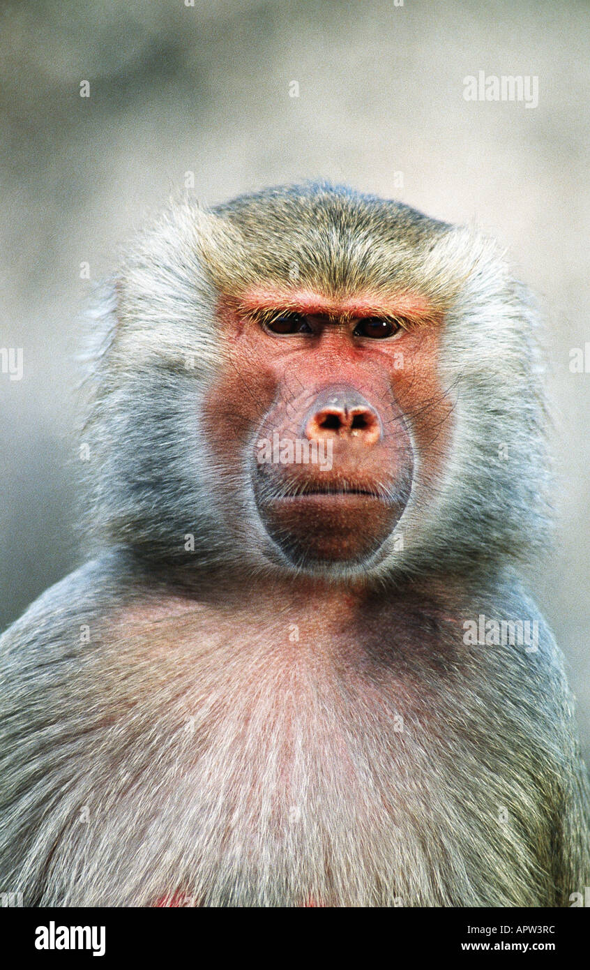 hamadryas baboon, sacred baboon (Papio hamadryas), portrait of a female ...