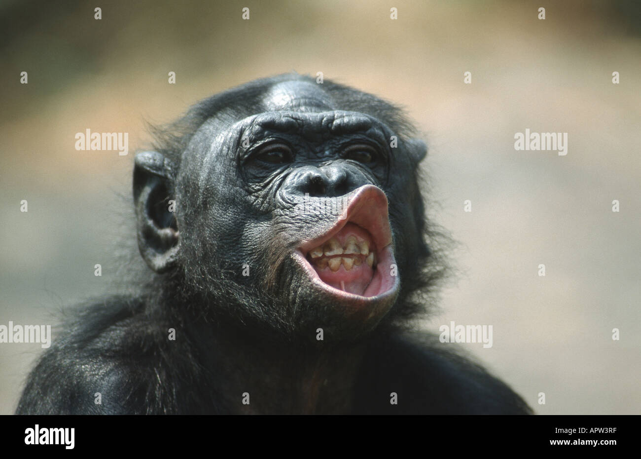 bonobo, pygmy chimpanzee (Pan paniscus), baring his teeth Stock Photo ...