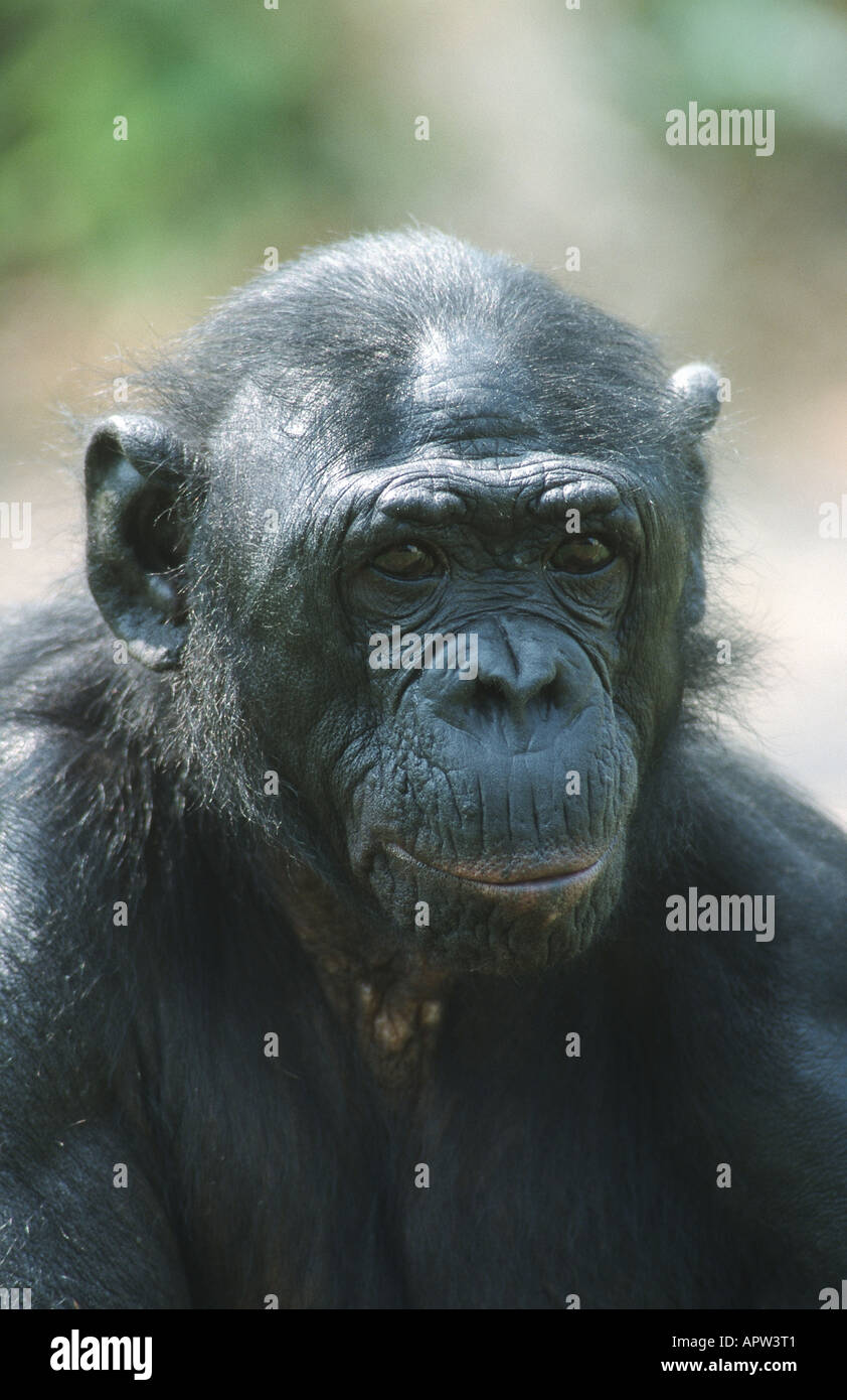 bonobo, pygmy chimpanzee (Pan paniscus), female, portrait Stock Photo ...