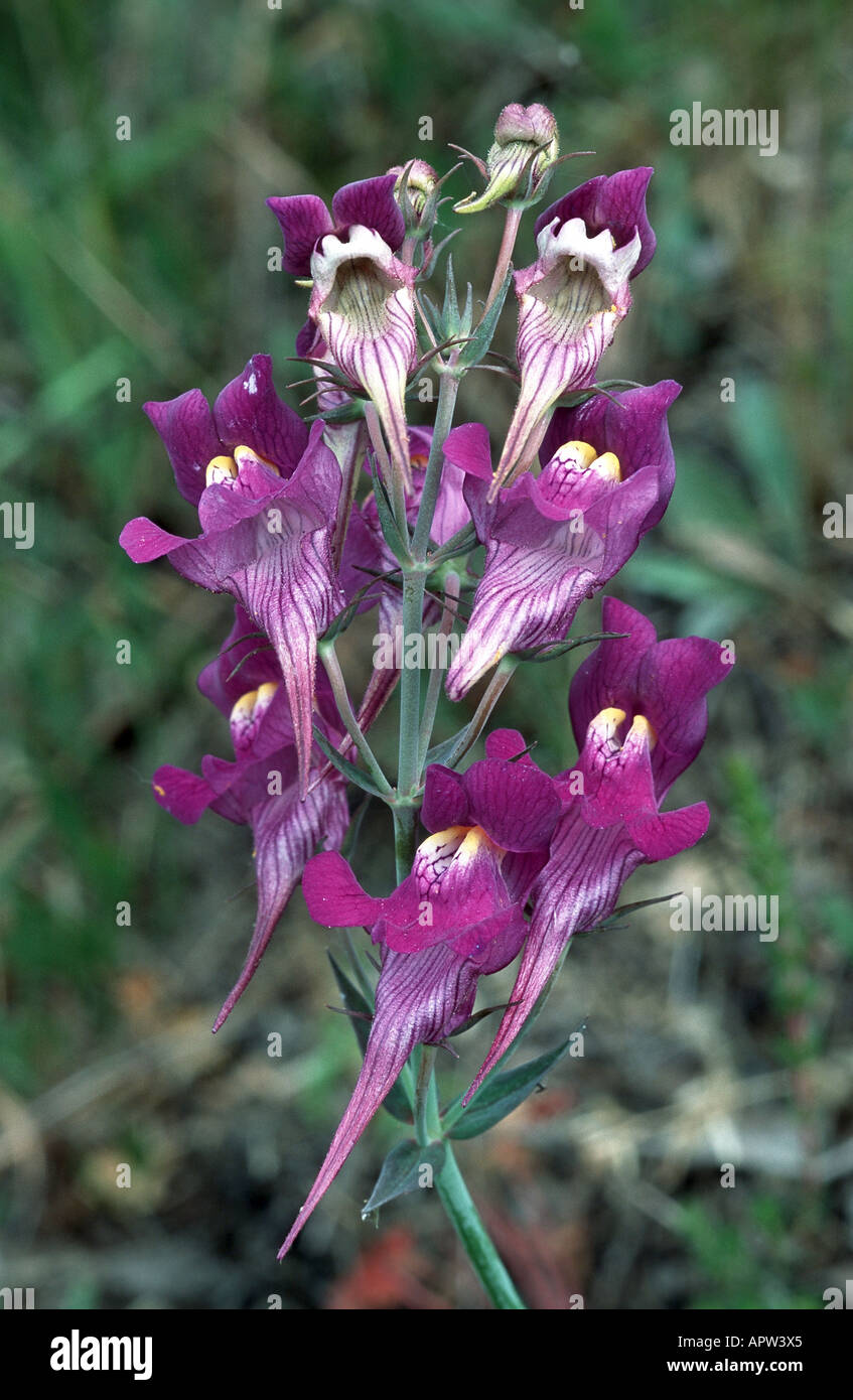 toadflax (Linaria triornithophora), blooming plant, Portugal, Peneda ...