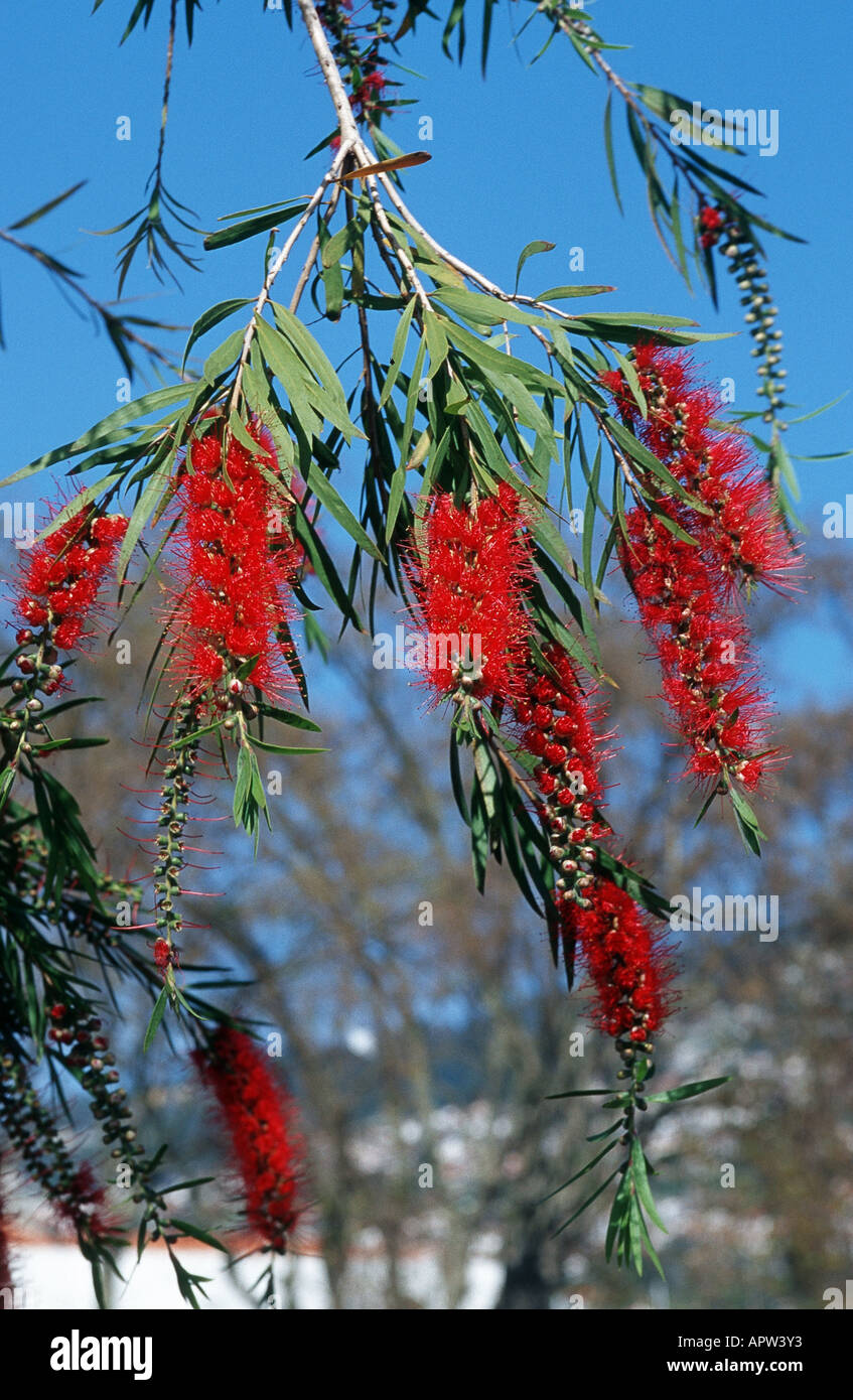 Callistemon Viminalis Leaf