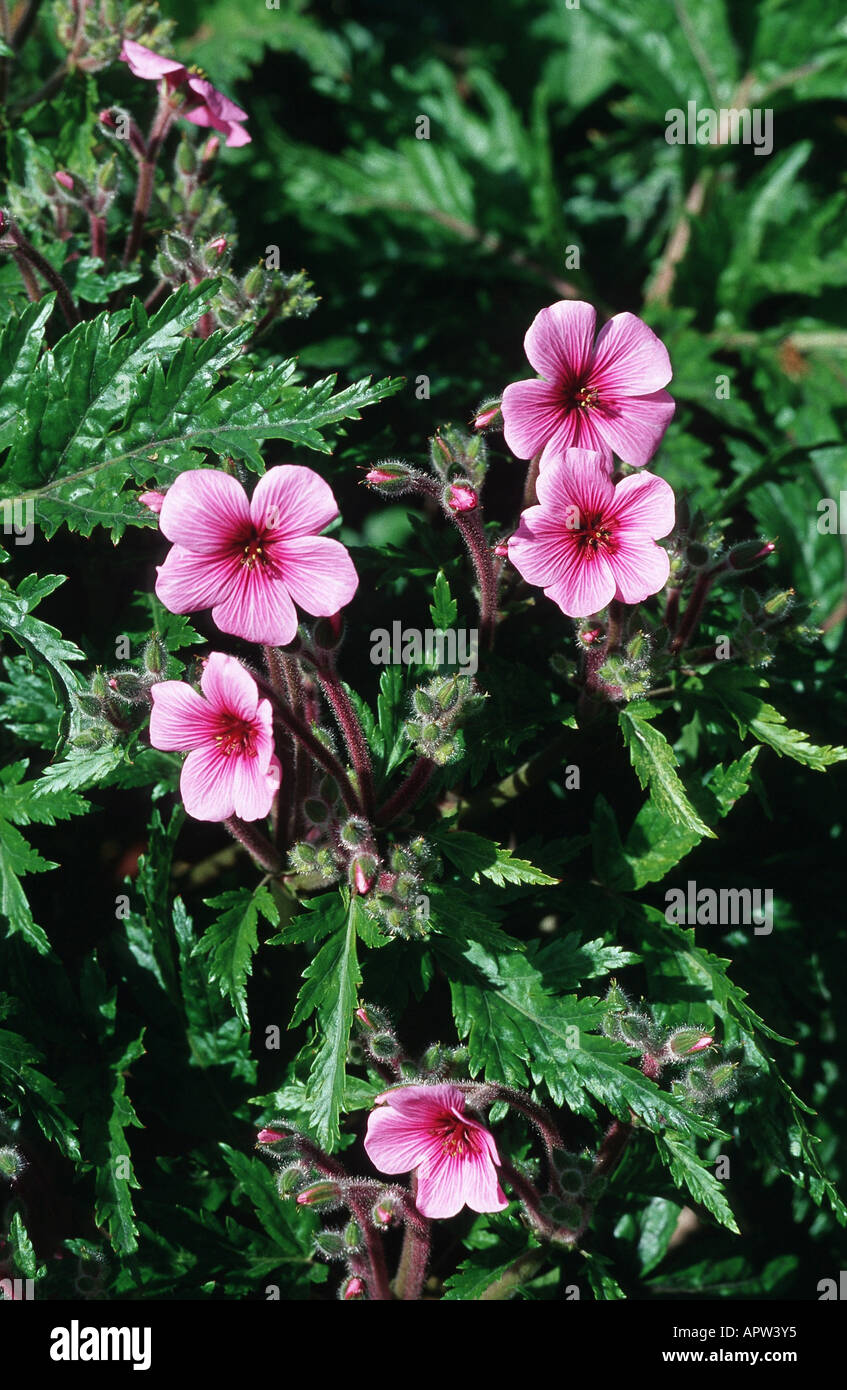 giant herb robert (Geranium madeirense), blooming plant, Portugal ...