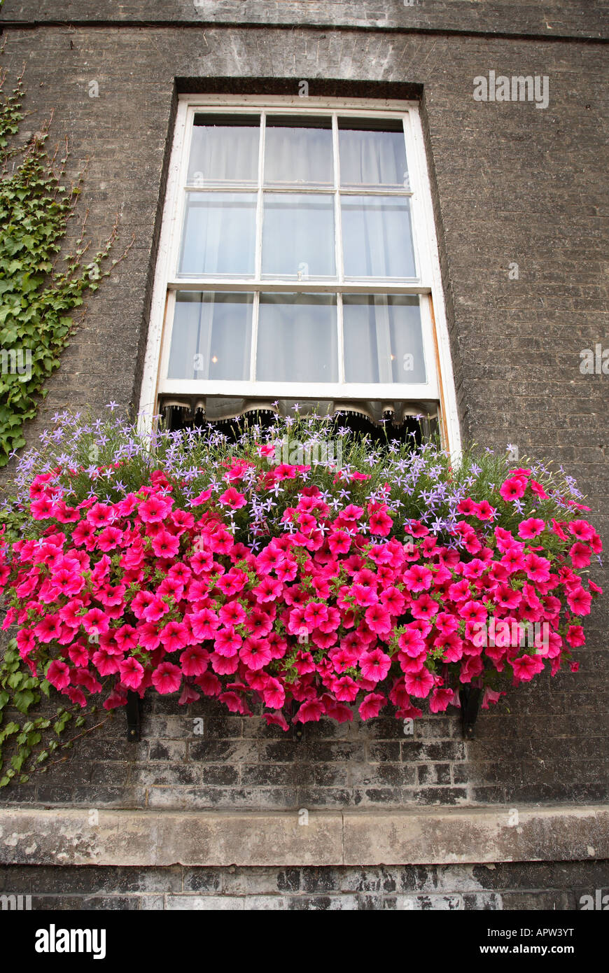 Window box of The Angel Hotel, 3 Angel Hill, Bury St Edmunds, Suffolk ...