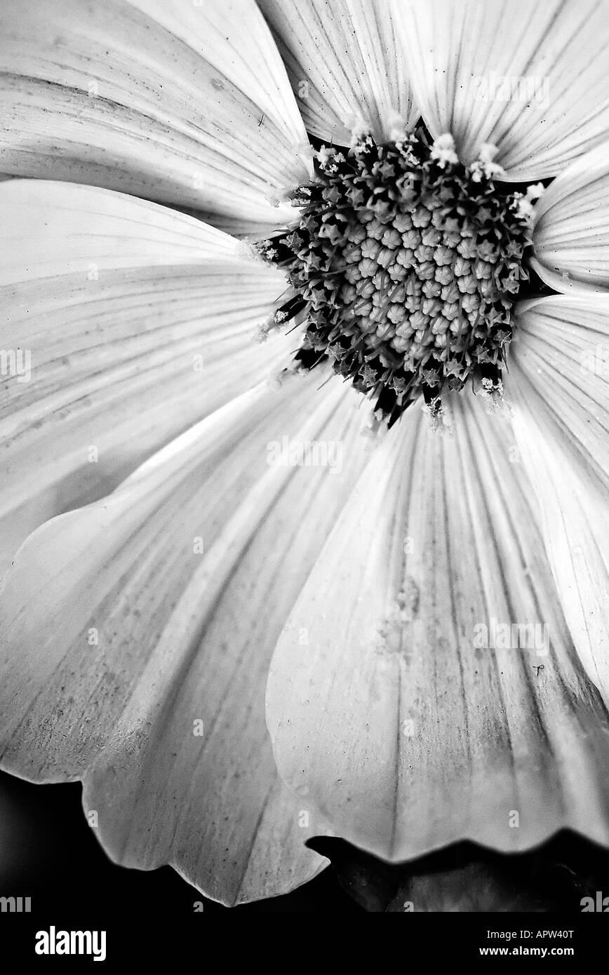 Monochrome of a flower Stock Photo - Alamy