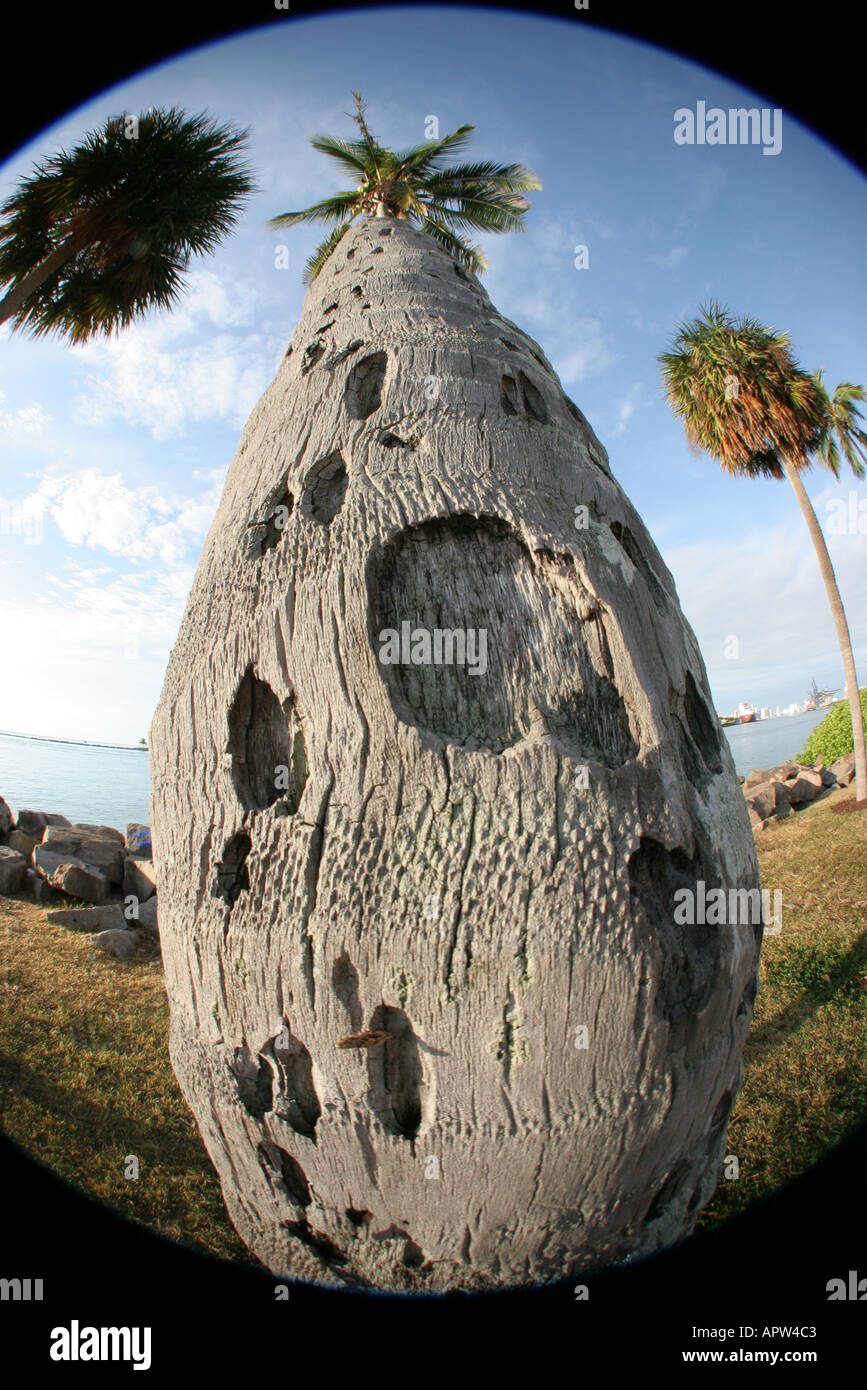 Miami Beach Florida,South Pointe Park,Point,palm tree trees trunk ...