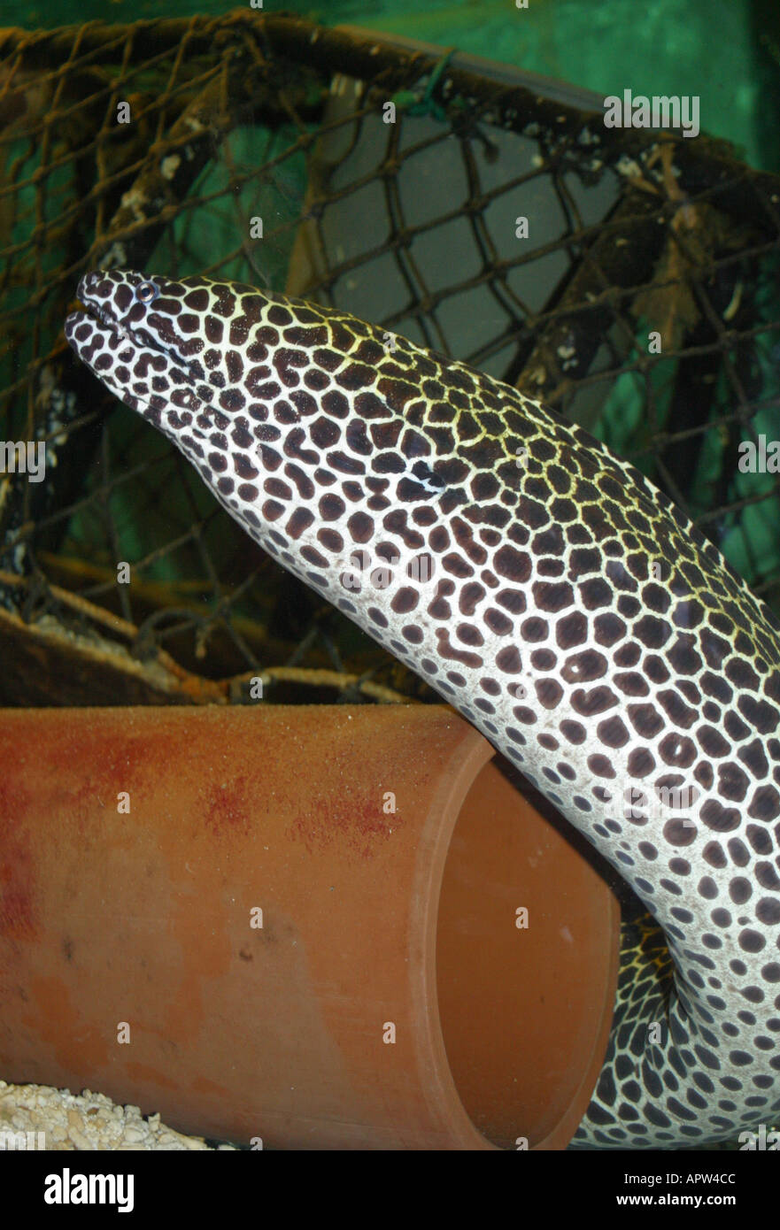 Leopard Eel High Resolution Stock Photography and Images - Alamy