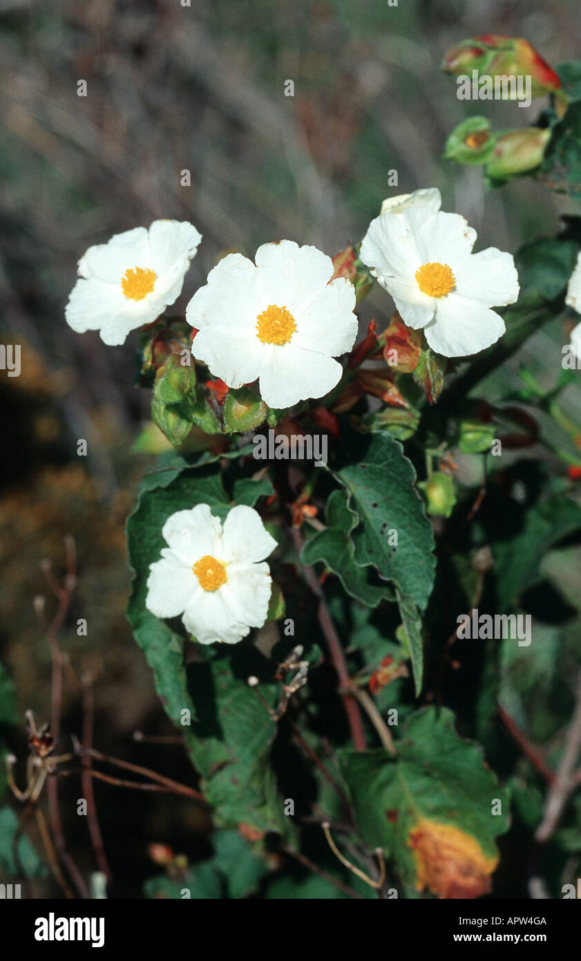 Laurel leaved rock rose hi-res stock photography and images - Alamy