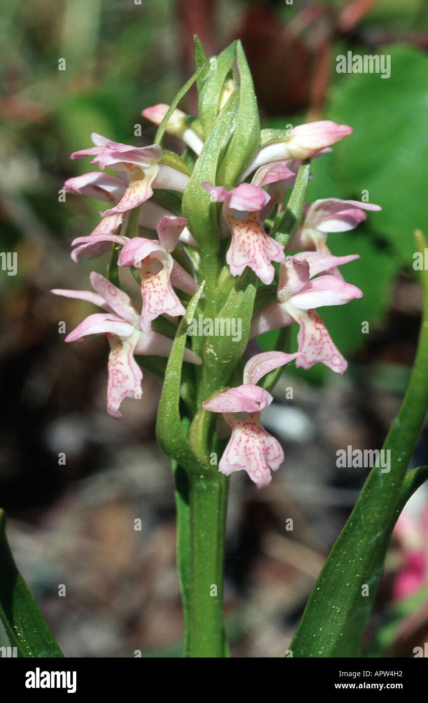 early marsh-orchid (Dactylorhiza incarnata), inflorescence, Sweden ...