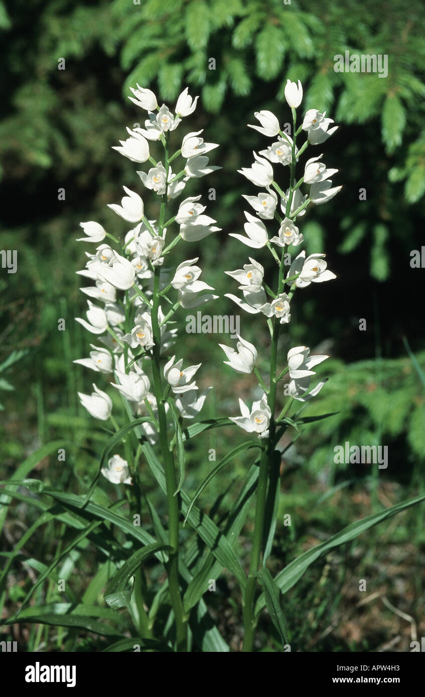narrow-leaved helleborine (Cephalanthera longifolia, Cephalanthera ...