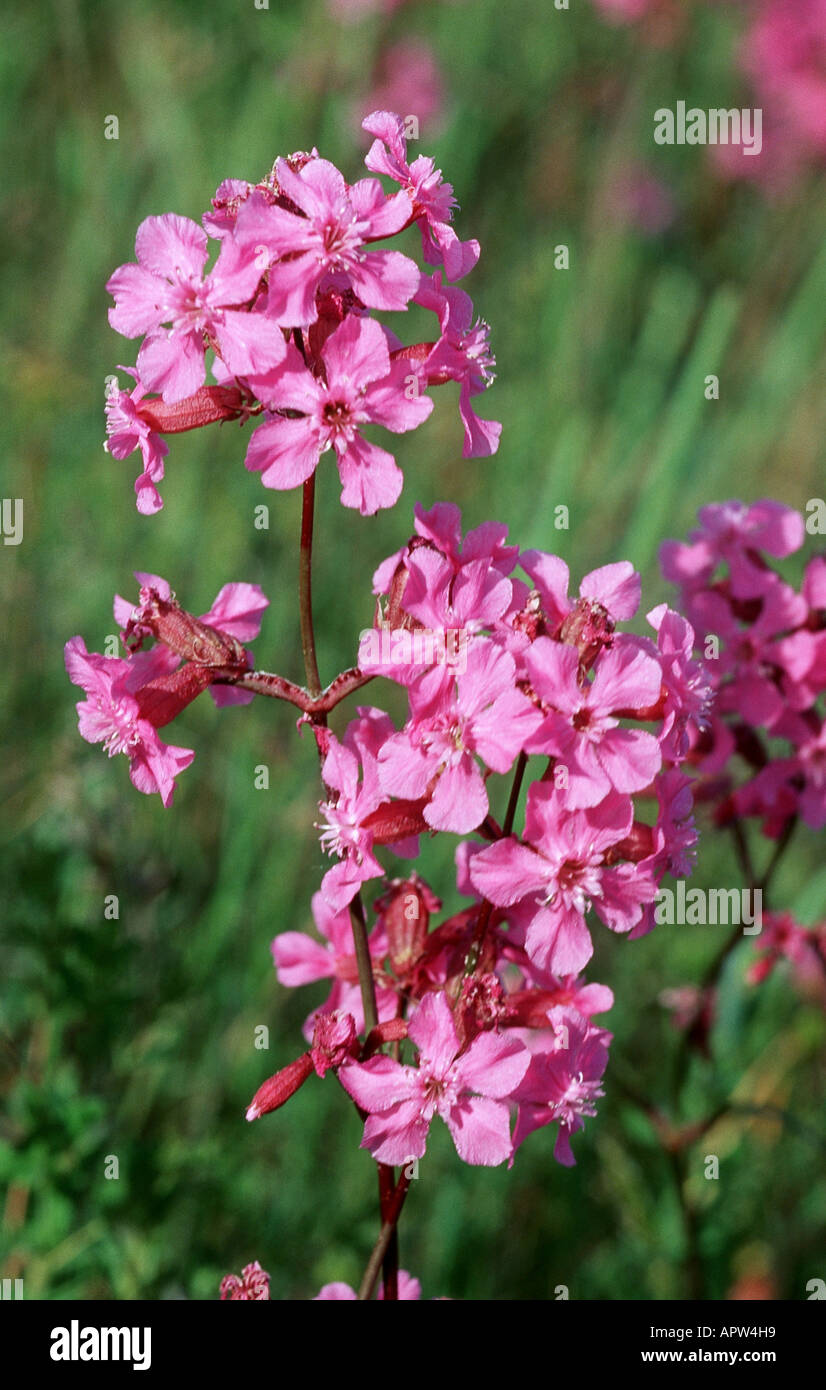 German catchfly, sticky catchfly (Lychnis viscaria, Silene viscaria ...