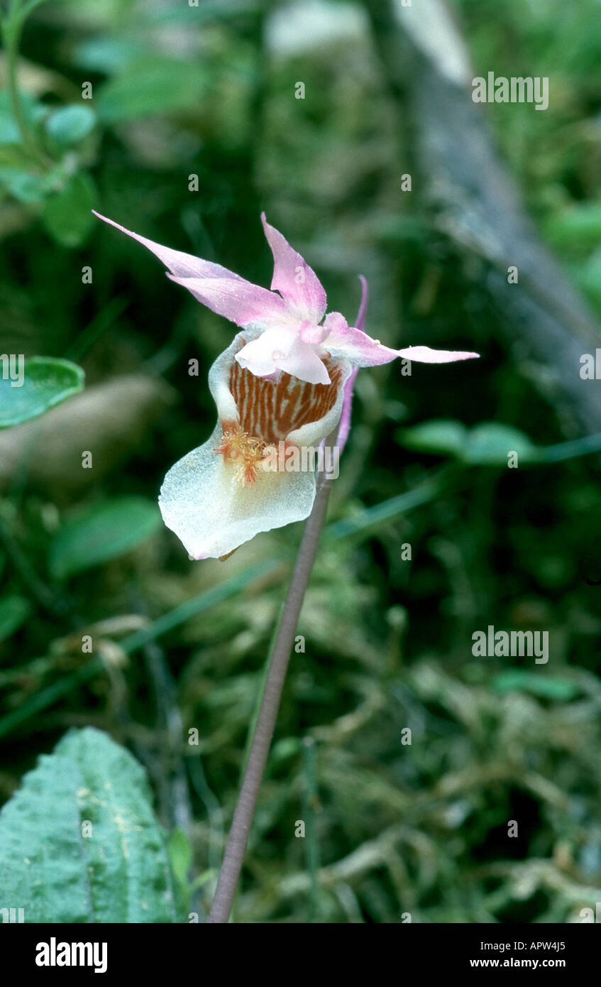Calypso bulbosa boreal hi-res stock photography and images - Alamy
