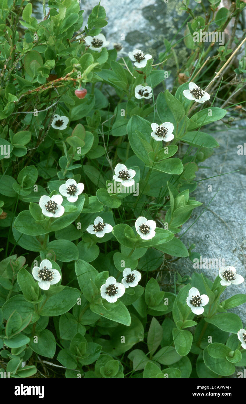 dwarf cornel, dogwood (Cornus suecica), blooming plants, Norway Stock ...