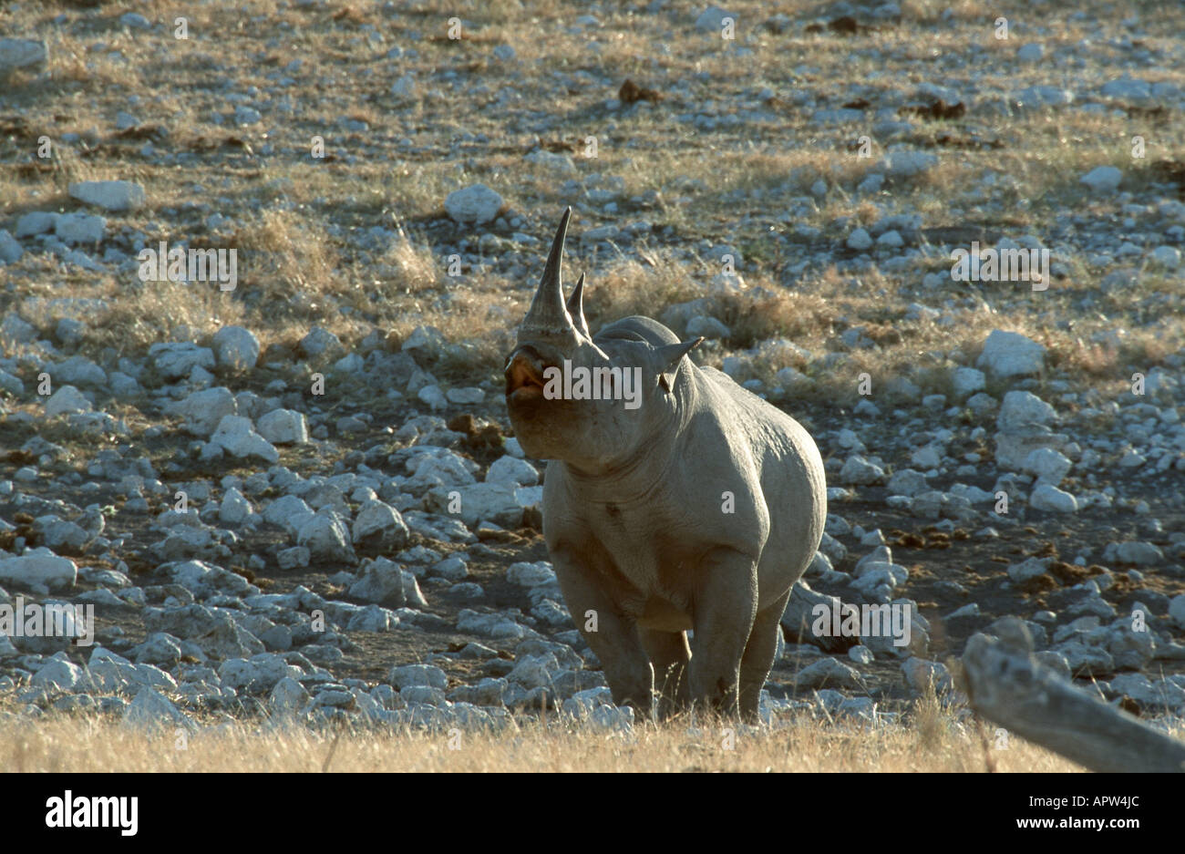 black rhinoceros, hooked-lipped rhinoceros, browse rhinoceros (Diceros ...