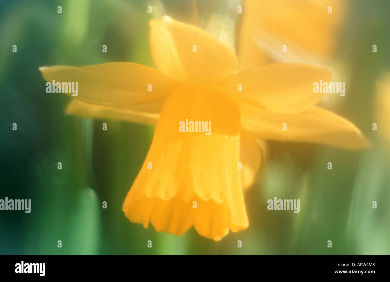 common daffodil (Narcissus pseudonarcissus), blossom Stock Photo - Alamy