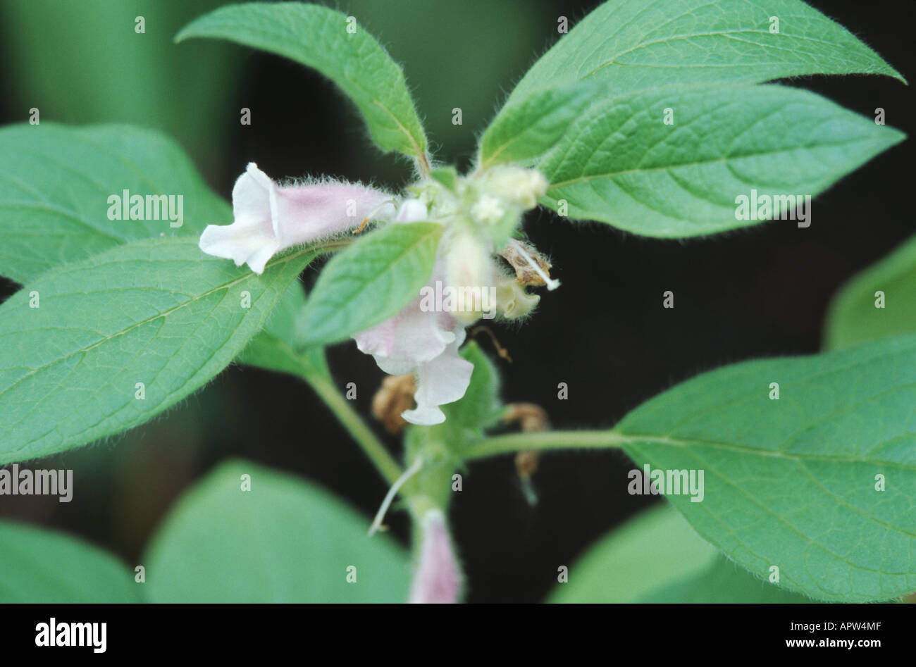 sesamum, sesame (Sesamum indicum), blooming Stock Photo - Alamy