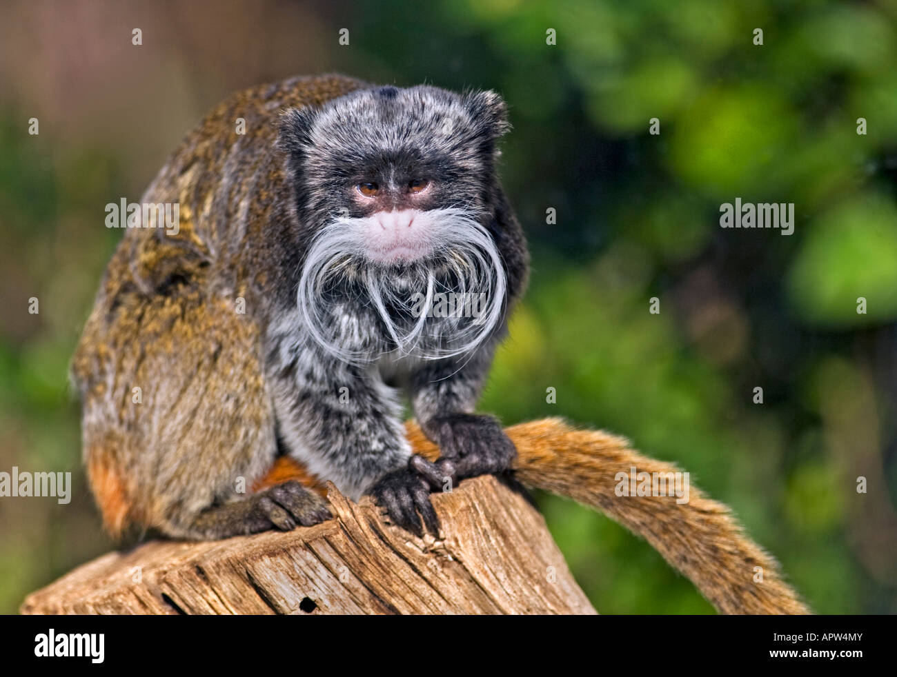 Emperor Tamarin (saguinus imperator subgrisescens Stock Photo - Alamy