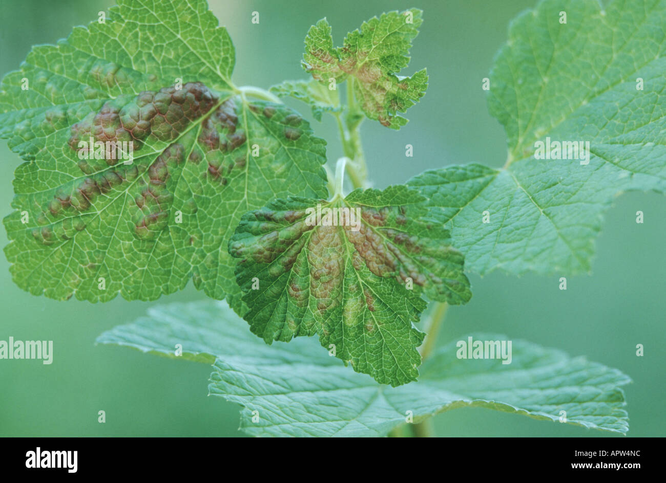 Blister bush hi-res stock photography and images - Alamy