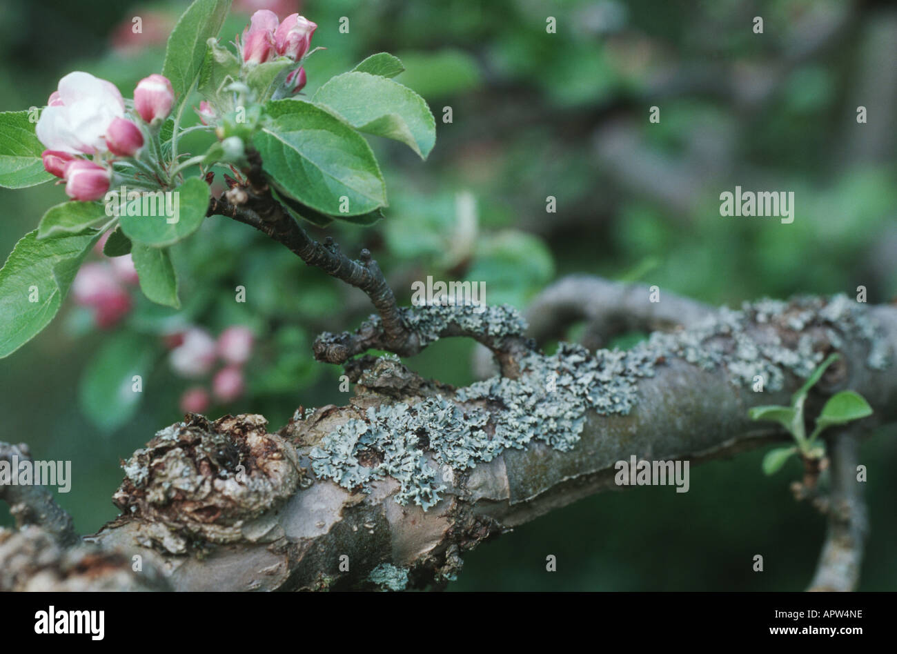 Lichen on apple tree hi-res stock photography and images - Alamy