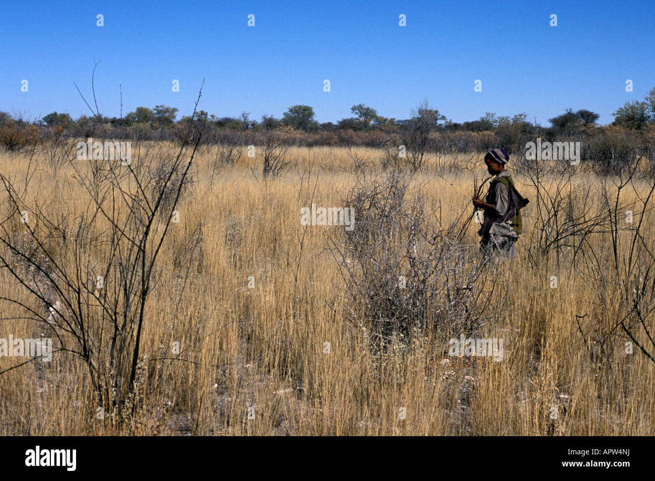 Bushman hunters tracking their quarry Namibia Stock Photo - Alamy