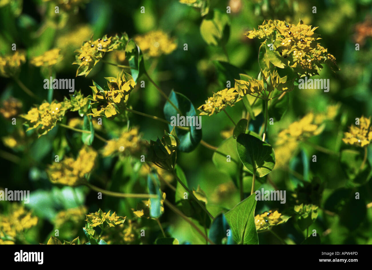 Thorowax hi-res stock photography and images - Alamy
