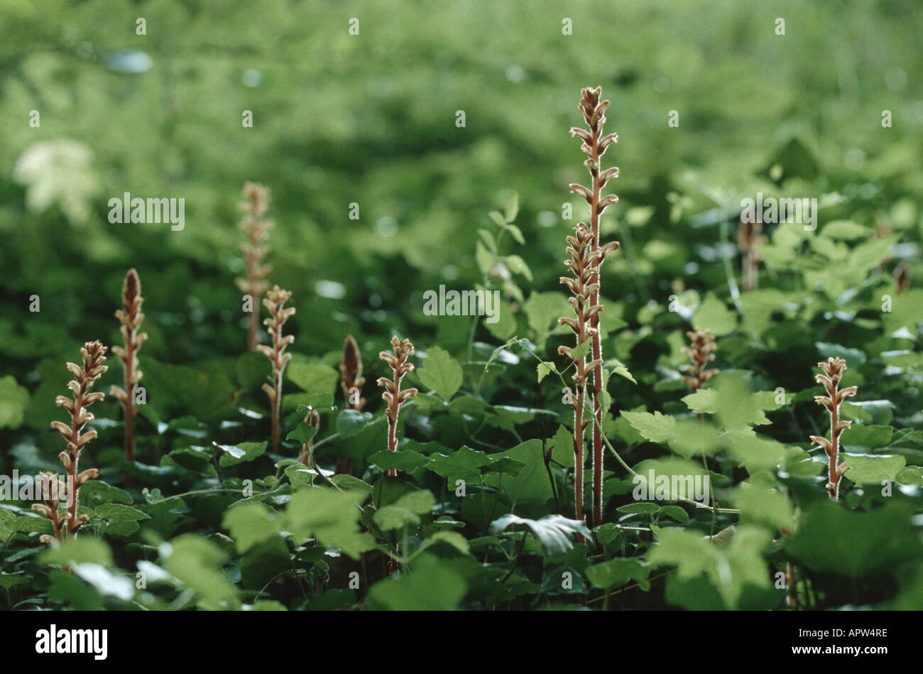 ivy broomrape (Orobanche hederae), parasite on common ivy, blooming ...