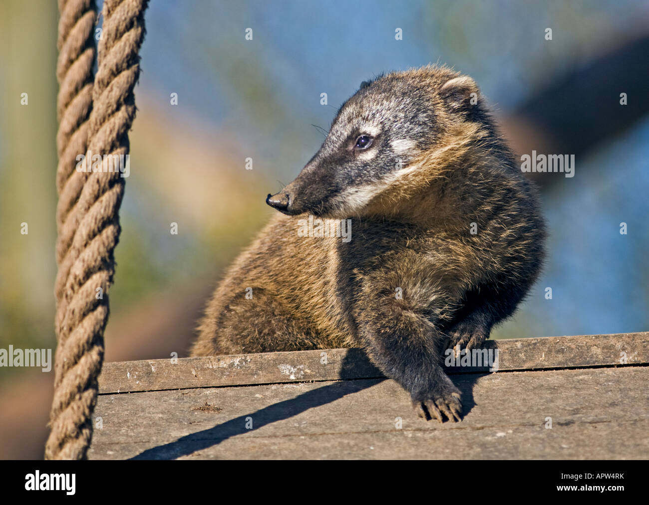 Ring Tailed Coati (nasua nasua Stock Photo - Alamy