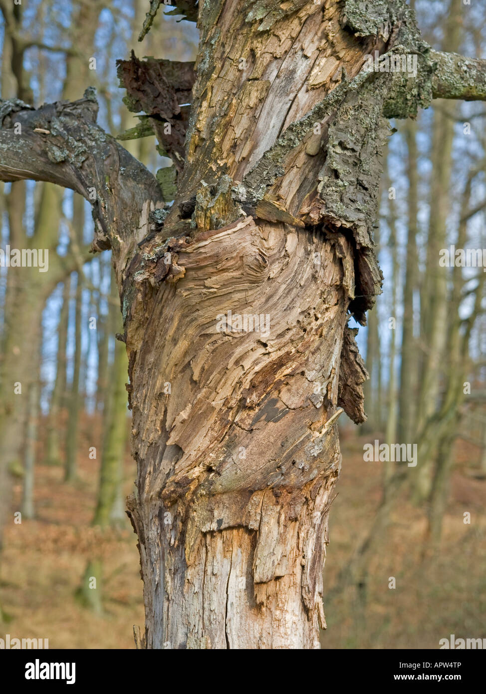 Dead cherry tree hi-res stock photography and images - Alamy
