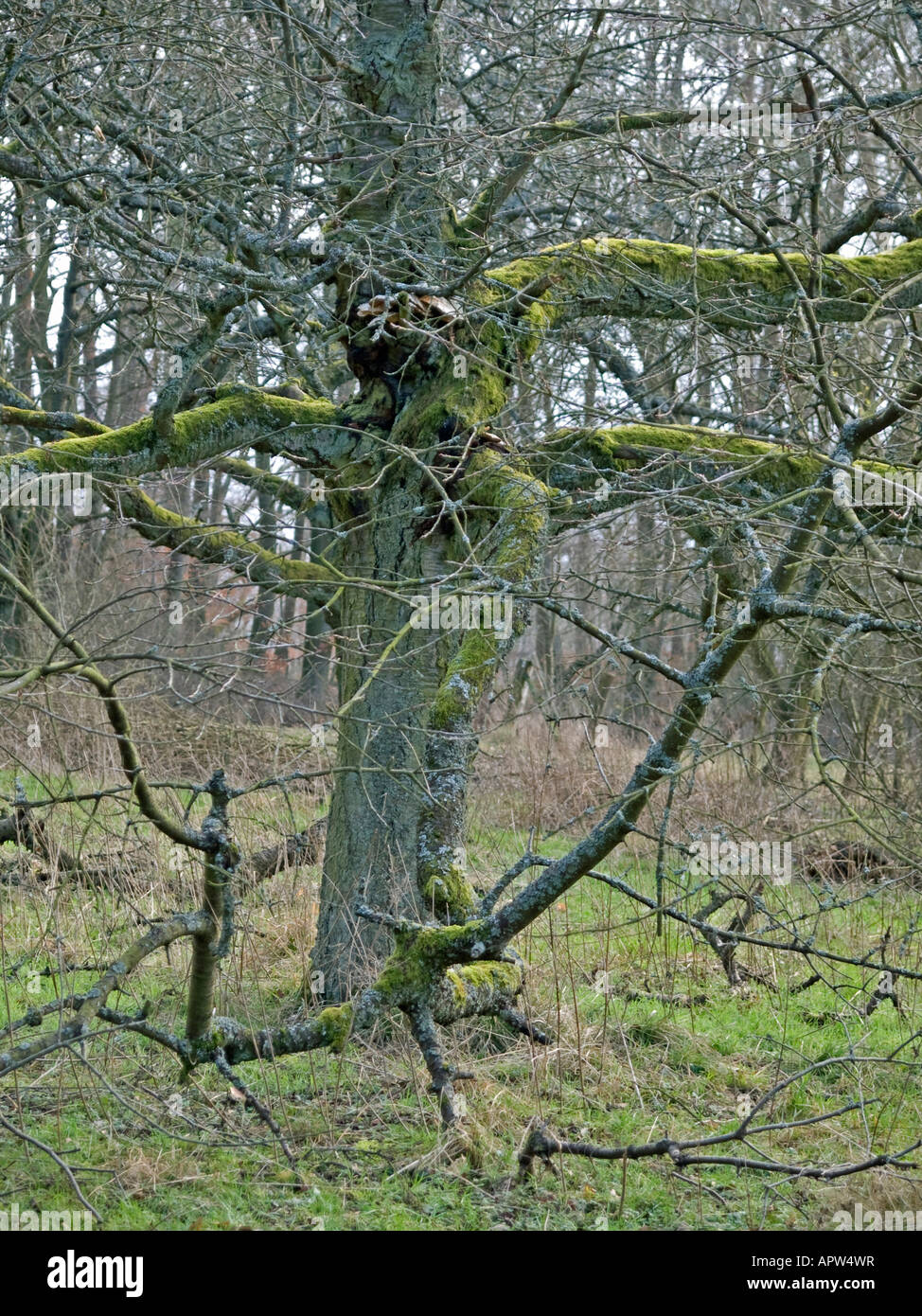 old bare cherry tree with moss Stock Photo - Alamy