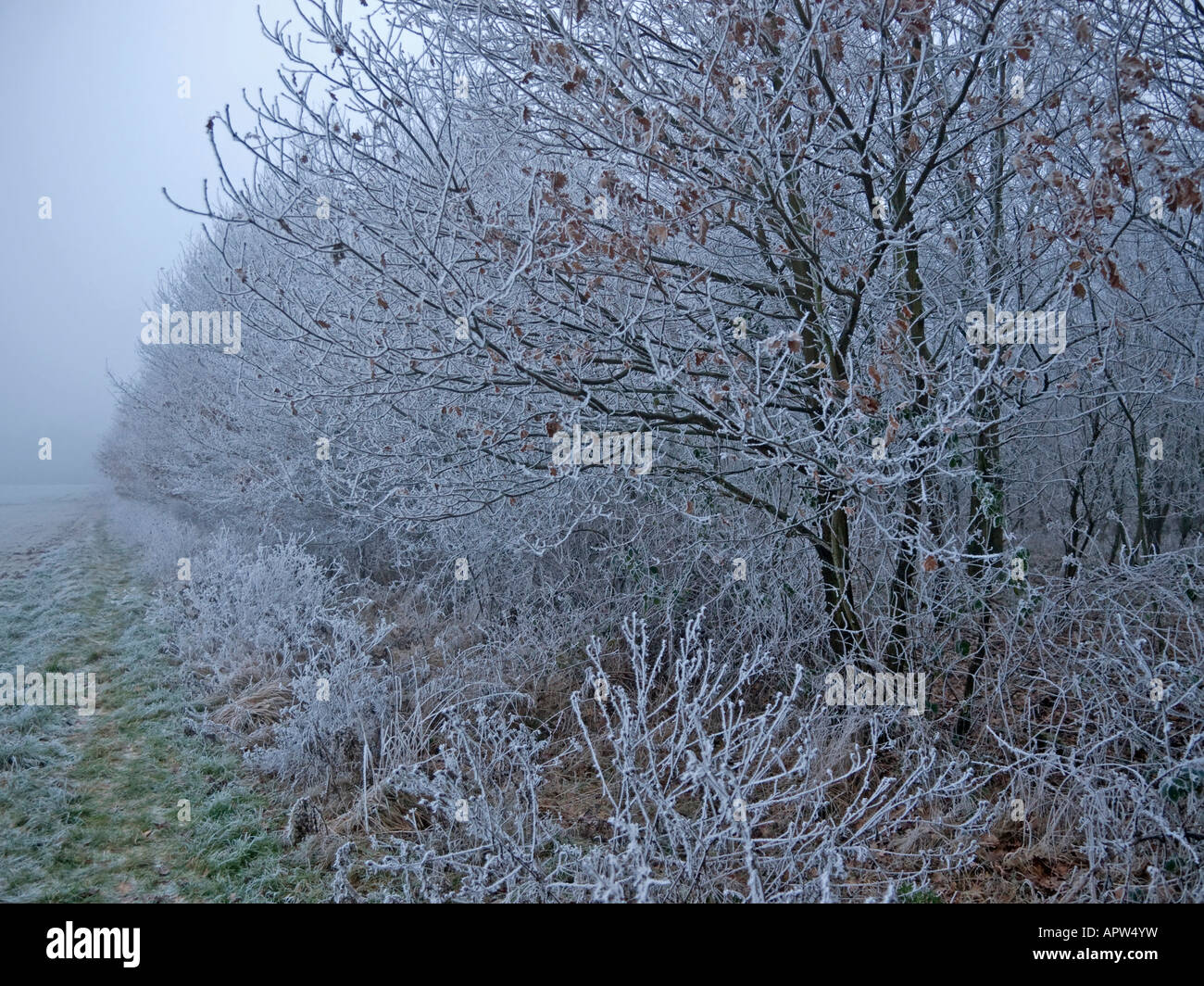 Frozen hedges hi-res stock photography and images - Alamy