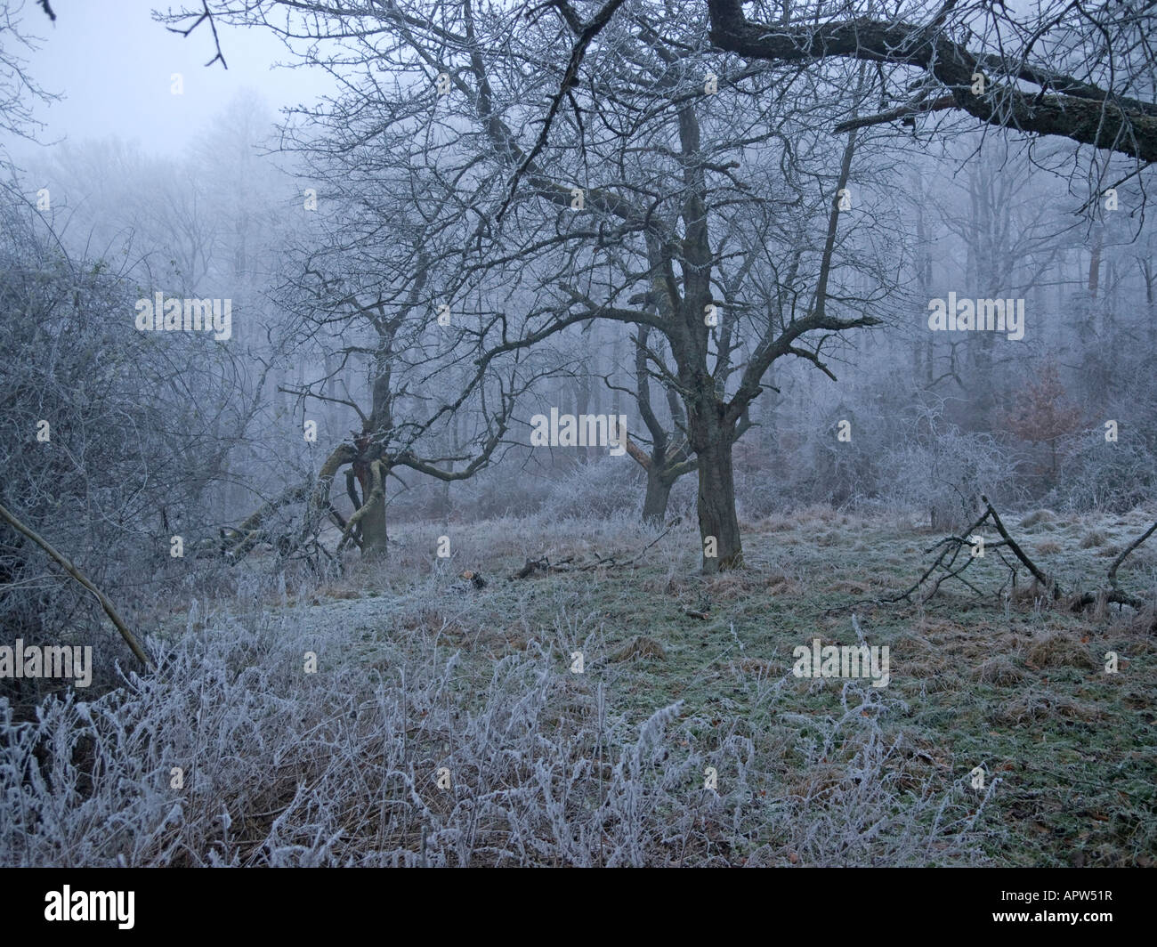 Knotty cherry hi-res stock photography and images - Alamy