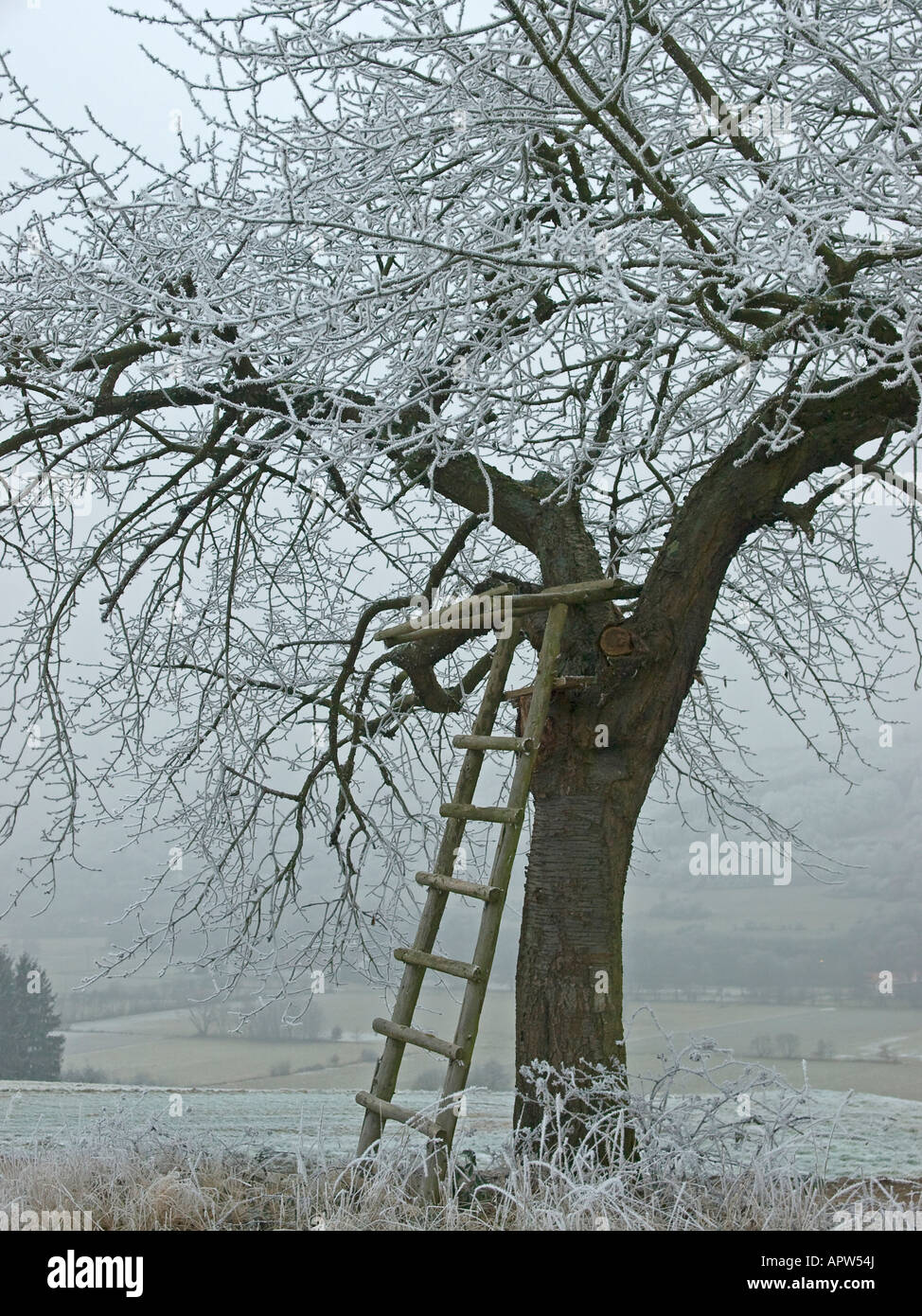 frozen knotty old apple tree with a ladder to a rised hide on a field ...